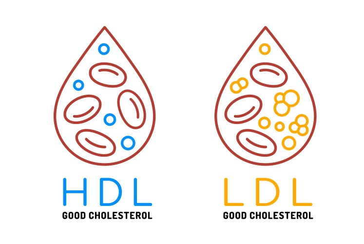 Hdl good and ldl bad cholesterol icon medical Vector Image