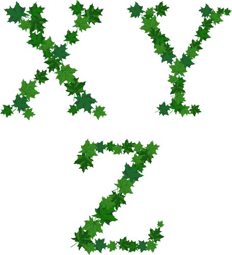 Maple letter Royalty Free Vector Image - VectorStock