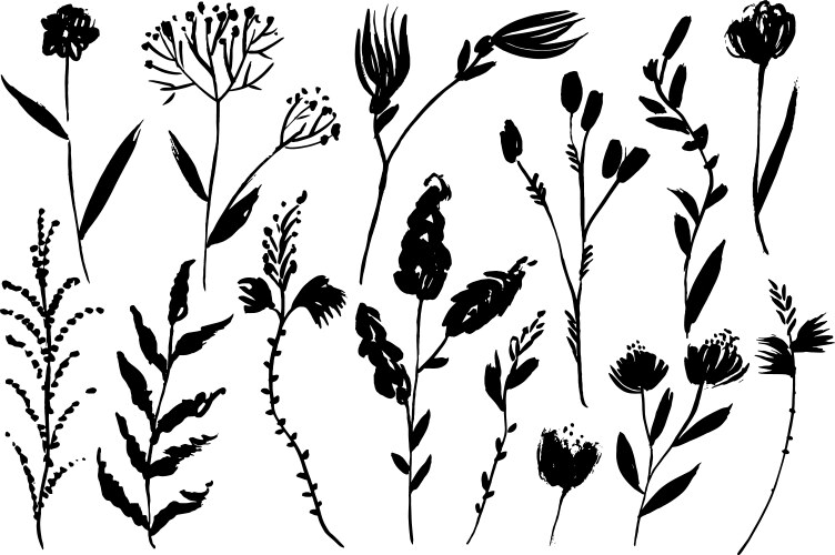 Wildflower Sketch Royalty Free Vector Image - VectorStock