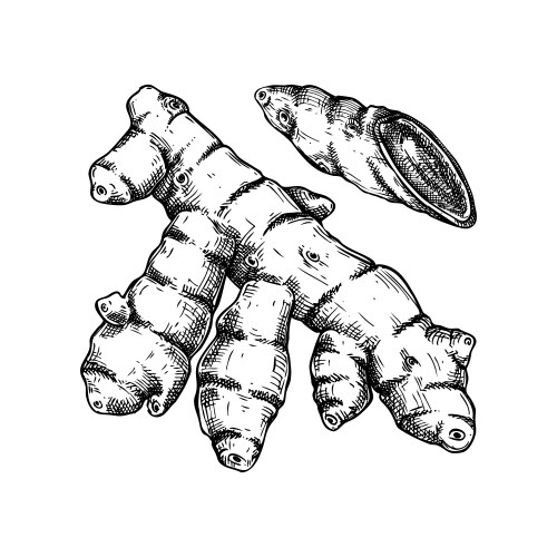 Turmeric Vector Images (over 3,100)