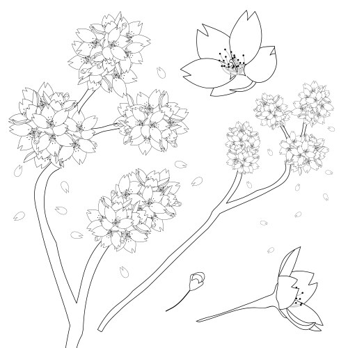 Sakura cherry blossom flower outline Royalty Free Vector