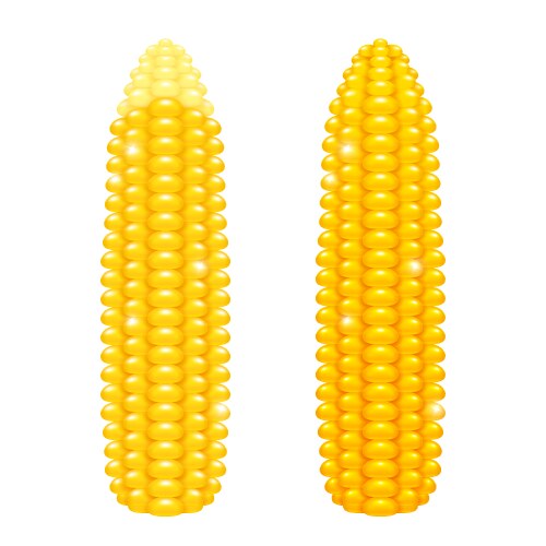 Fresh corn Royalty Free Vector Image - VectorStock