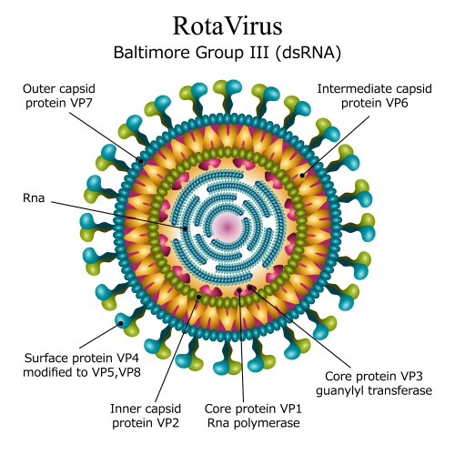 Diagram of hepatitis b virus particle structure Vector Image