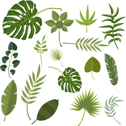 Set of cartoon tropical rainforest leaves Vector Image