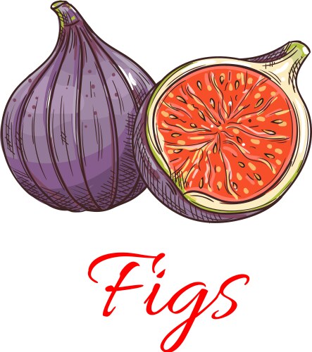 Figs simple icon vegan logo template minimalism Vector Image