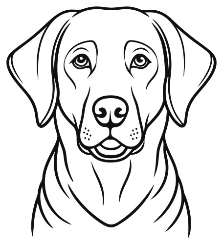Labrador line art drawing Royalty Free Vector Image