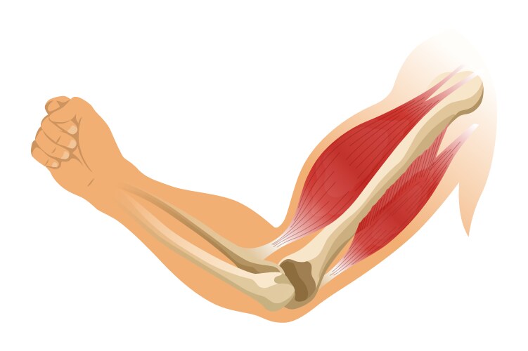 Arm muscle biceps with skeleton tension Royalty Free Vector