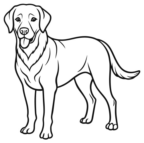 Labrador line art labrador line drawing labrador Vector Image
