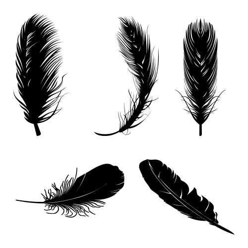 Feather Royalty Free Vector Image - VectorStock
