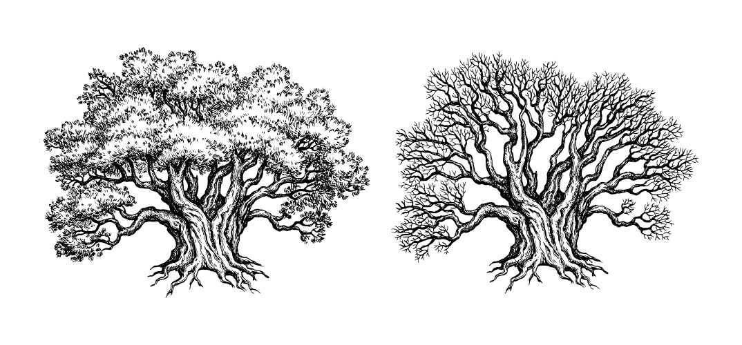 Drawing of Plant Roots Vector Images (over 14,000)