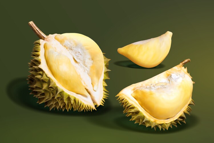 Durian Vector Images (over 3,400)