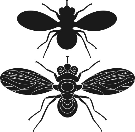 Fly Royalty Free Vector Image - VectorStock