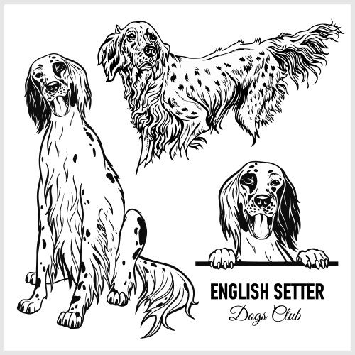 English Setter Vector Images (over 170)