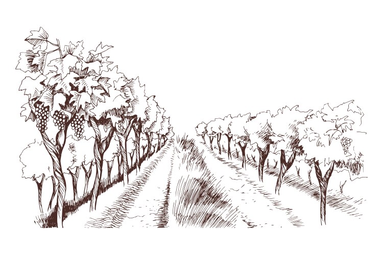 Vineyard Vector Images (over 25,000)