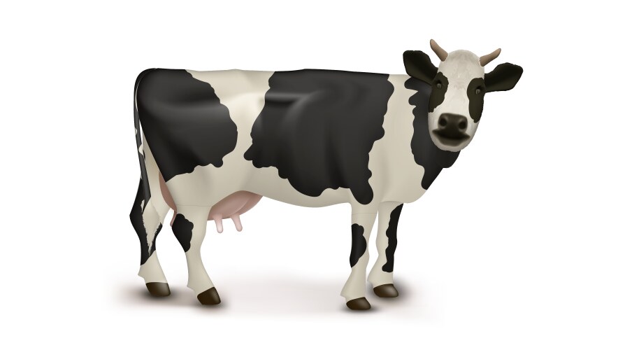 Black and white spotty cow Royalty Free Vector Image
