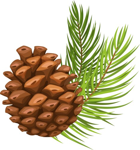 Pinecone Vector Images (over 6,900)