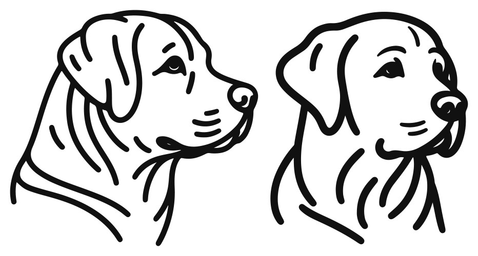 Labrador line art drawing Royalty Free Vector Image