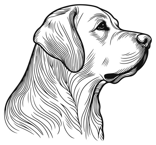 Labrador line art drawing Royalty Free Vector Image