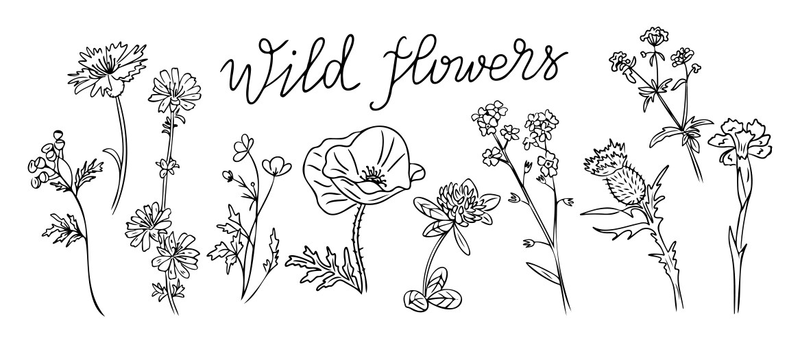 Floral outline doodle set with cornflower flowers Vector Image