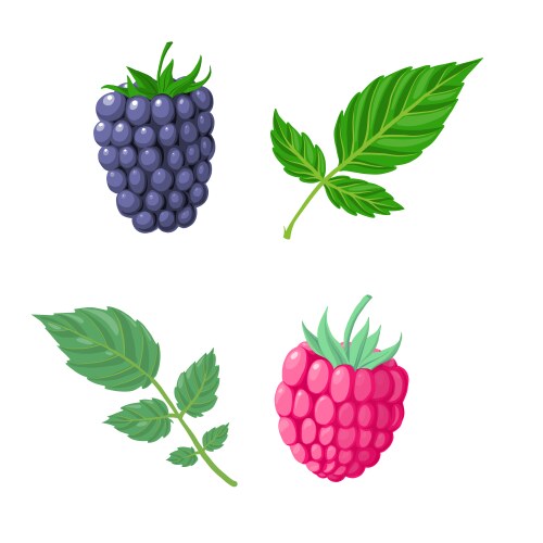 Raspberry set Royalty Free Vector Image - VectorStock