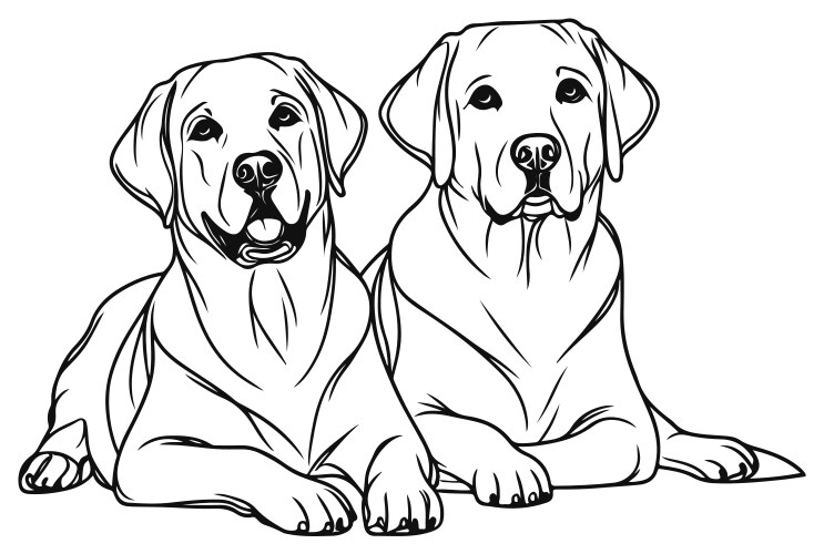Labrador line art drawing Royalty Free Vector Image