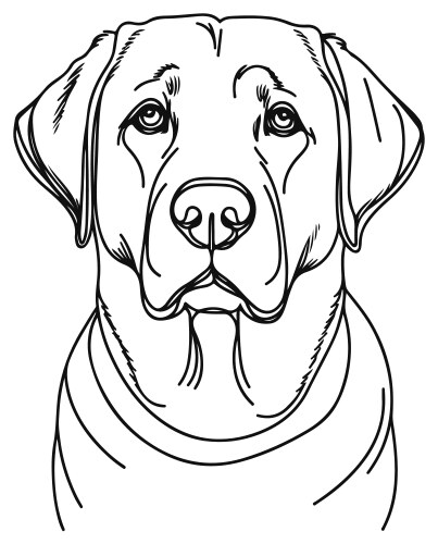 Labrador line art drawing Royalty Free Vector Image