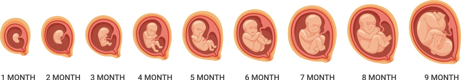 Fetal Vector Images (over 1,800)