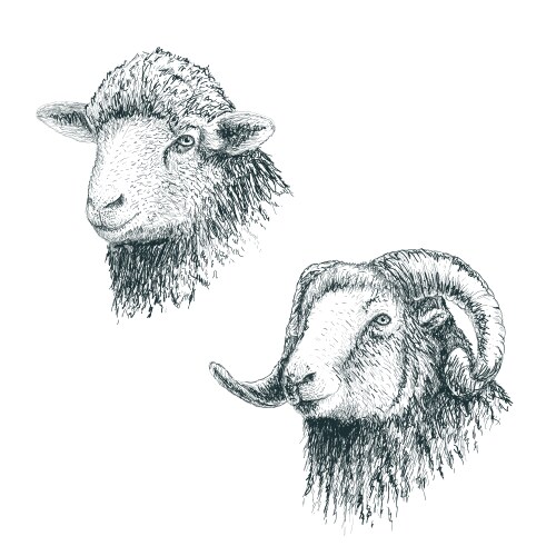 Ram Sketch Vector Images (over 2,400)
