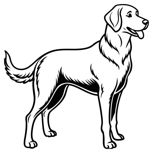 Labrador line art drawing Royalty Free Vector Image