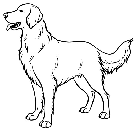 Labrador line art drawing Royalty Free Vector Image