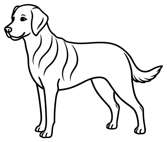 Labrador line art drawing Royalty Free Vector Image