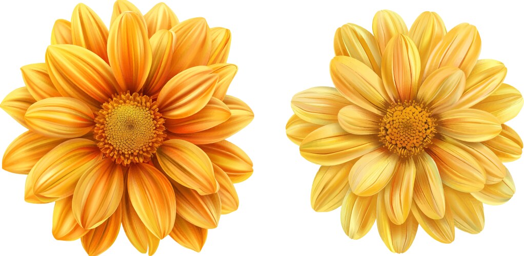 Chrysanthemum Vector Images (over 10,000)