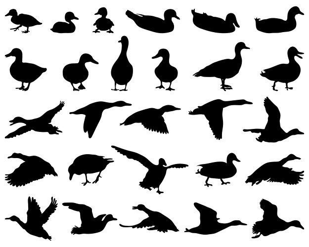 Ducks Vector Images (over 59,000)