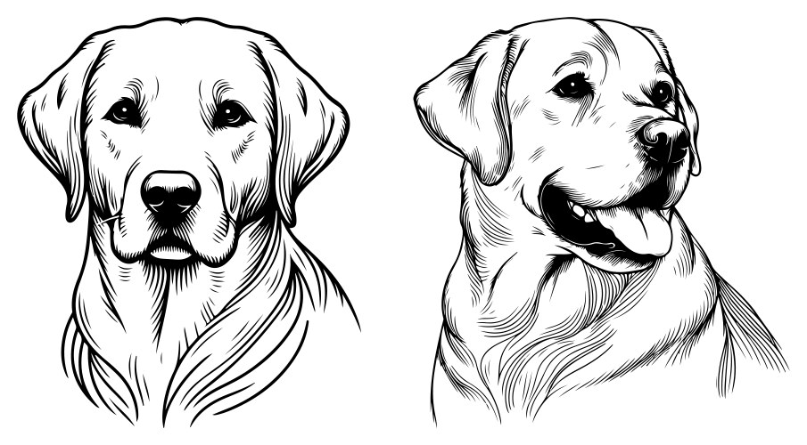 Labrador line art drawing Royalty Free Vector Image