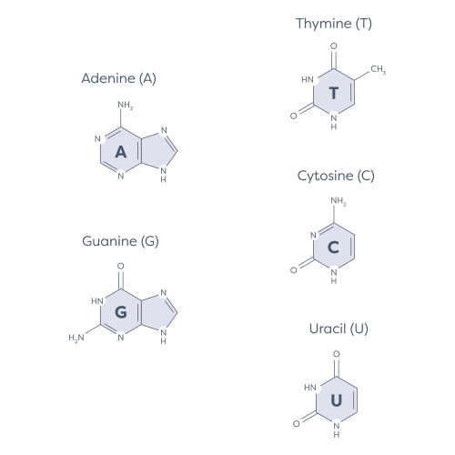 Purine Pyrimidine Vector Images (31)