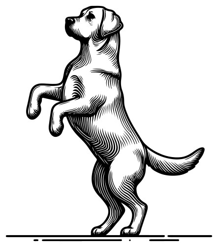 Labrador line art drawing Royalty Free Vector Image