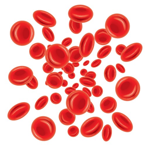 Red blood cells Royalty Free Vector Image - VectorStock