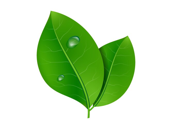 Leaves Vector Images (over 690,000)