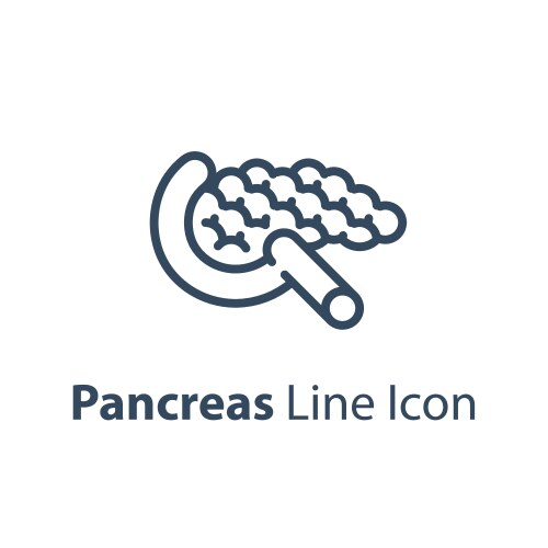 Pancreas organ of human body biology and anatomy Vector Image