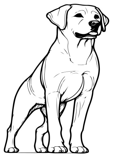 Labrador line art drawing Royalty Free Vector Image