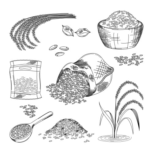 Rice Drawing Vector Images (over 9,100)
