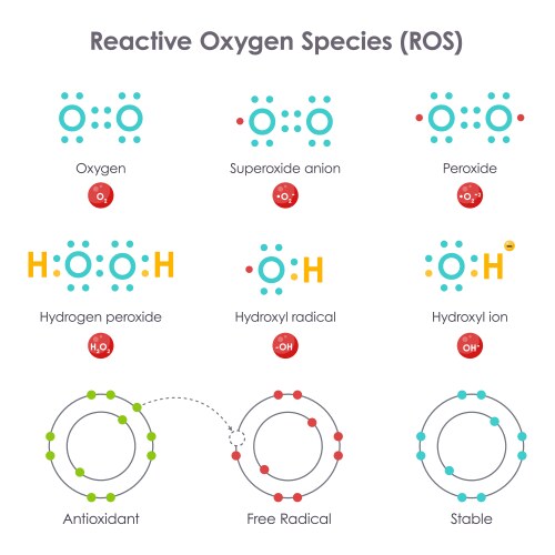 Reactive Oxygen Species Vector Images (89)