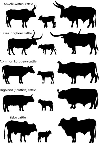 Cattle farming infographic template cow bull calf Vector Image