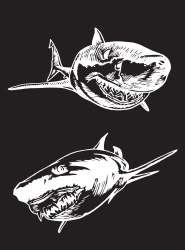Megalodon Vector Images (over 140)