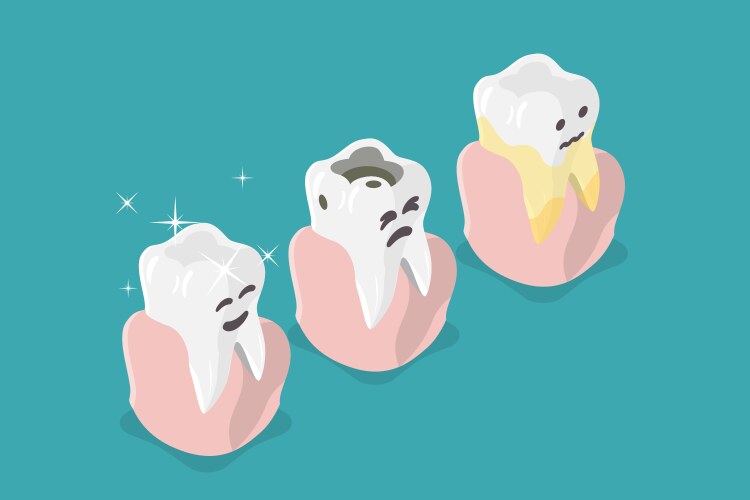 Teeth grow funny characters tooth growing in gums Vector Image