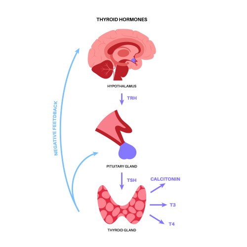 Thyroid Hormone System Diagram Royalty Free Vector Image