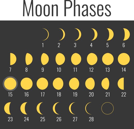 Moon phases infographics Royalty Free Vector Image
