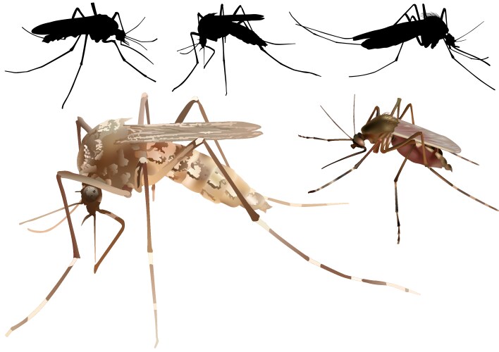 Mosquito Vector Images (over 14,000)
