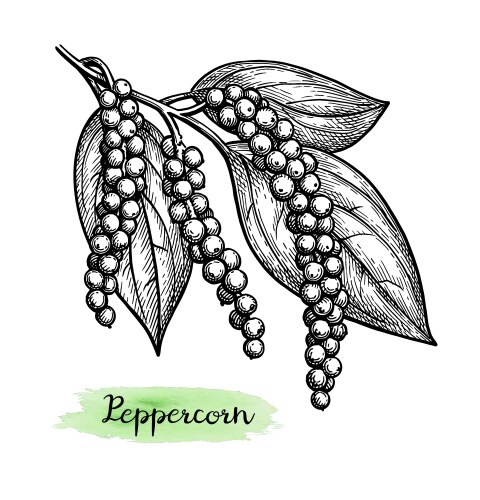 Black pepper plant branch drawing Royalty Free Vector Image