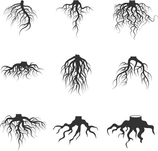 Set tree roots outline plant Royalty Free Vector Image